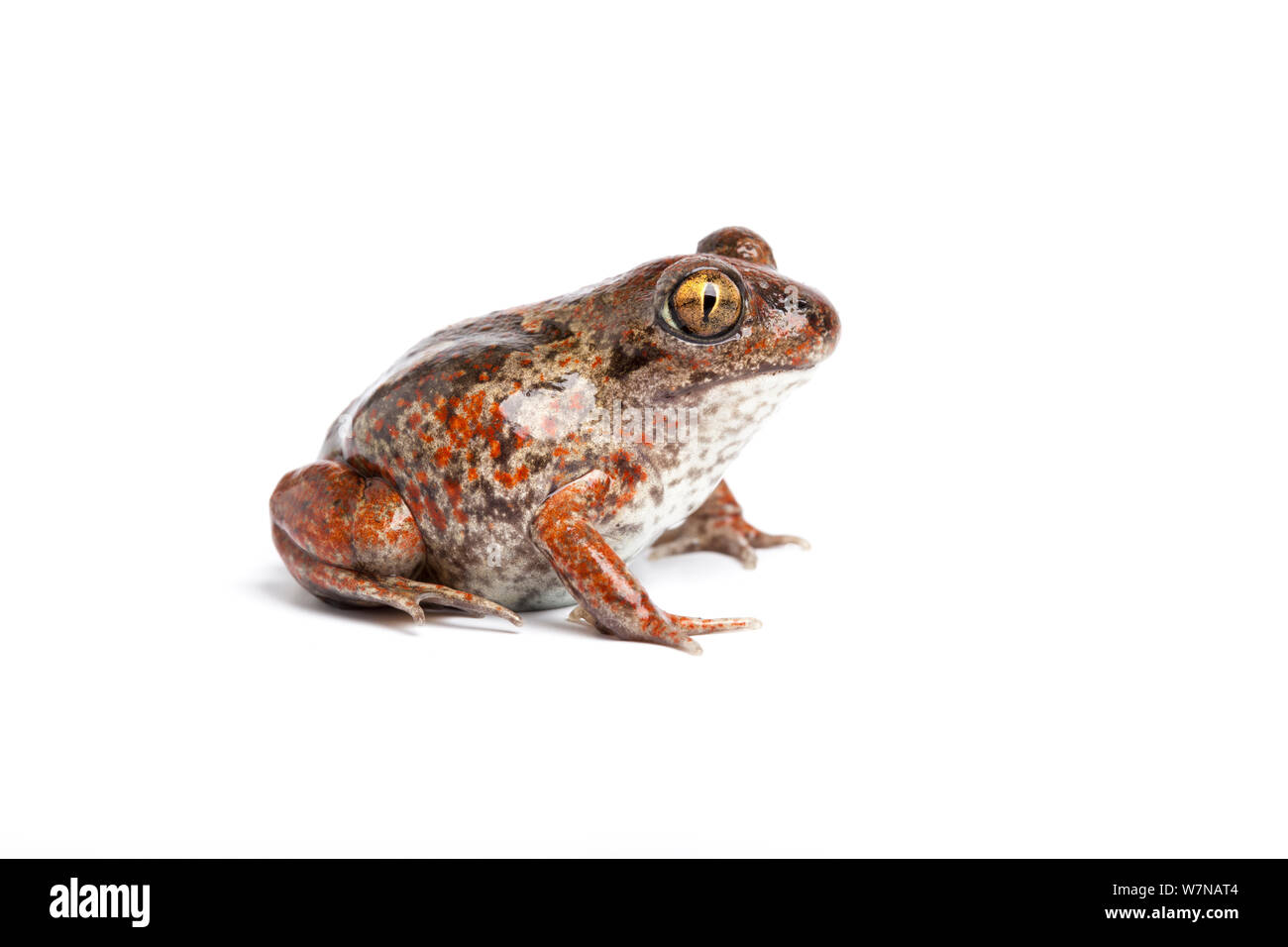 Common spadefoot toad, (Pelobates fuscus), captive, occurs Europe Stock ...
