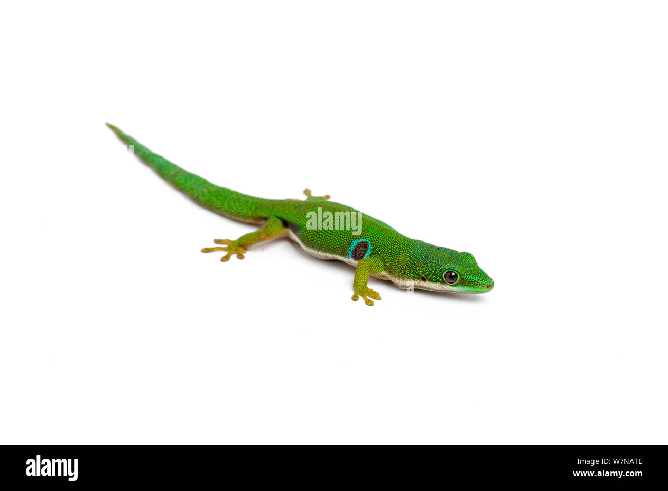 Peacock Day Gecko Size