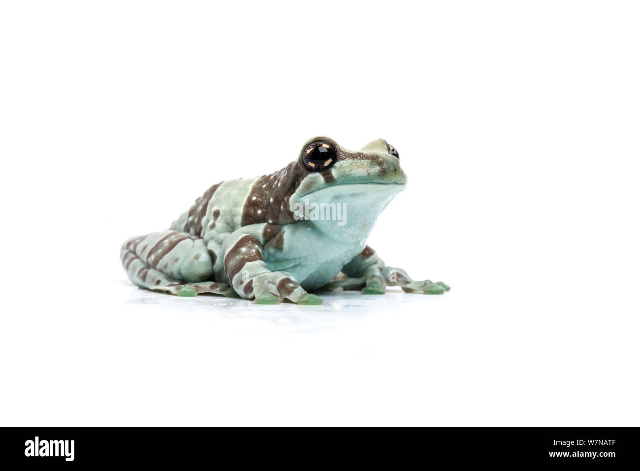 Blue milk frog hi-res stock photography and images - Alamy