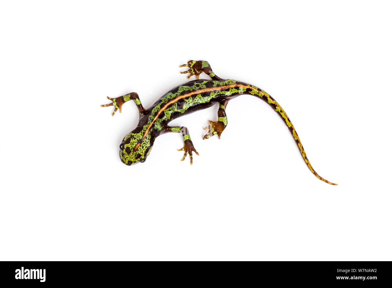 Triturus triturus marmoratus hi-res stock photography and images - Alamy