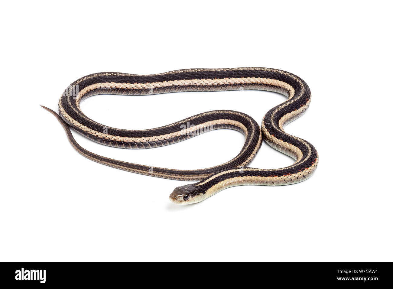 Eastern garter snake (Thamnophis sirtalis sirtalis), captive, occurs ...