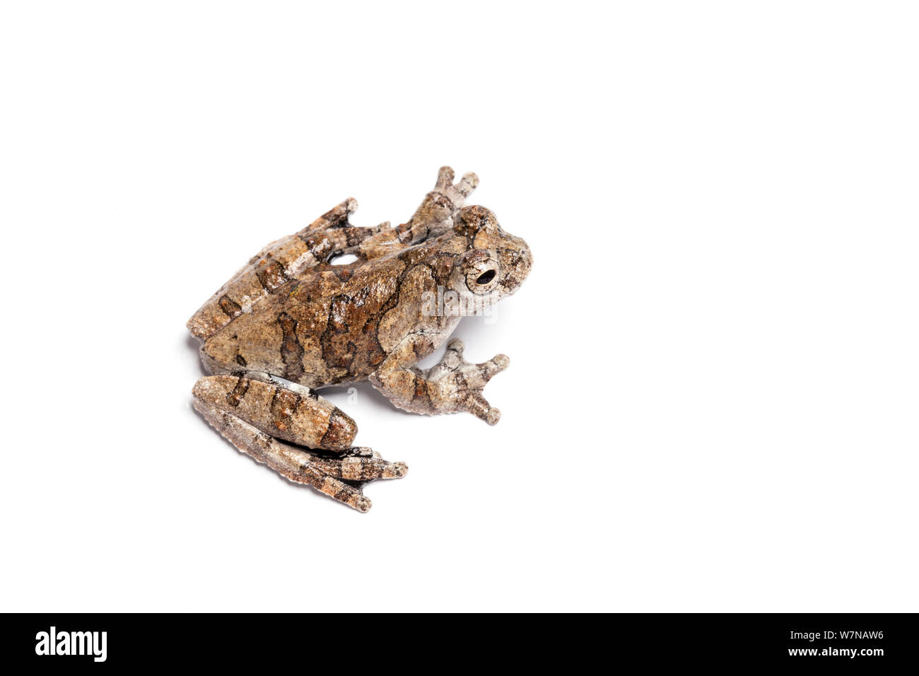 Marbled tree frog (Dendropsophus marmoratus), captive, occurs South ...