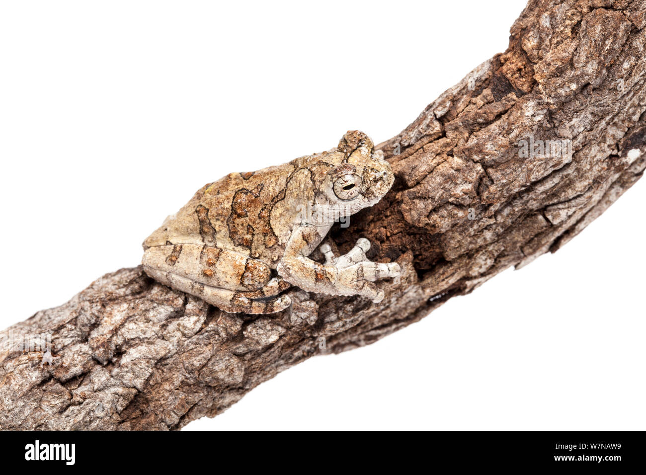 Marbled tree frog (Dendropsophus marmoratus), captive, occurs South ...