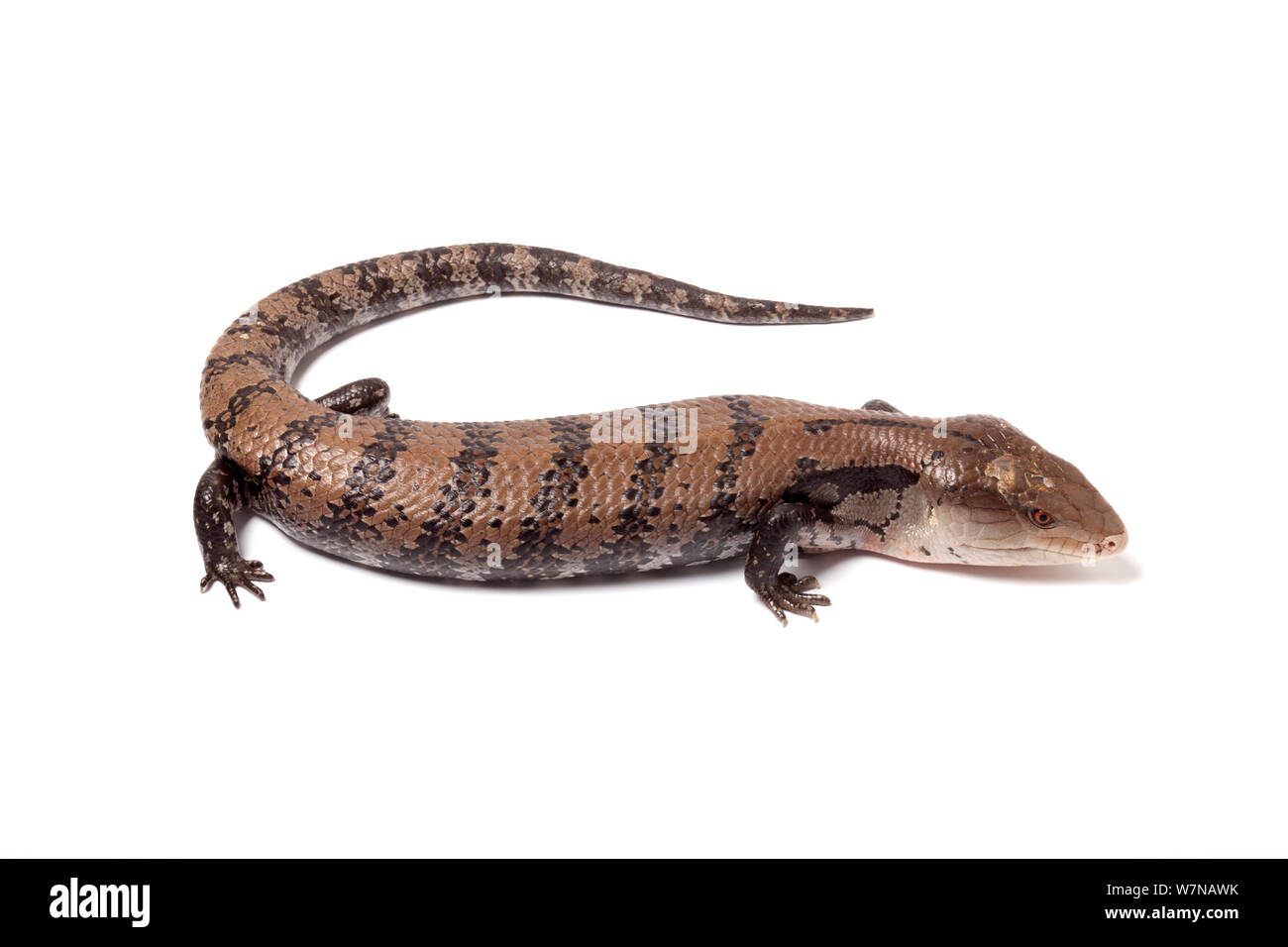 Indonesian blue-tongued skink (Tiliqua gigas), captive, occurs New Guinea Stock Photo - Alamy