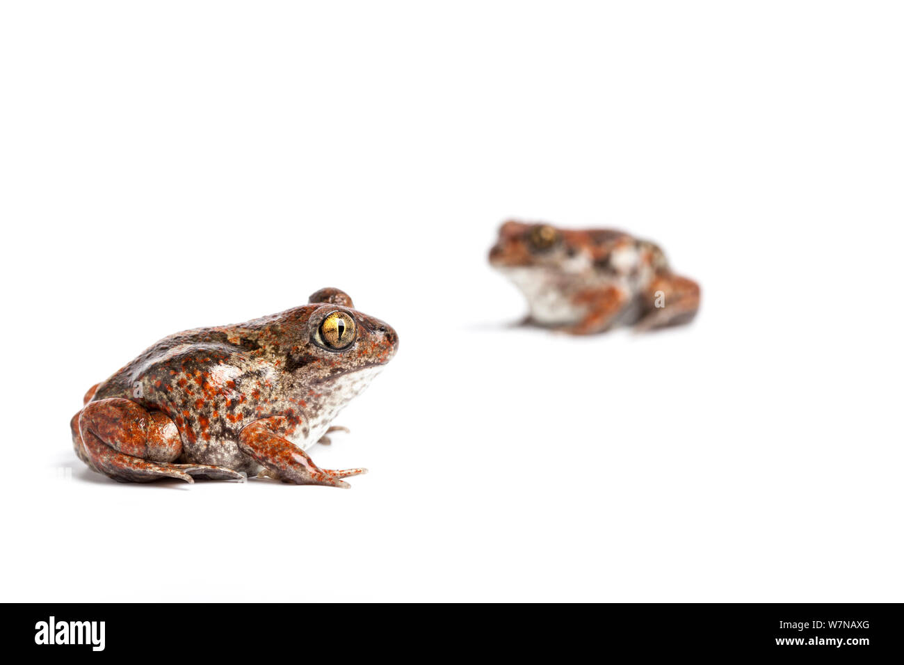 Common toads two hi-res stock photography and images - Alamy