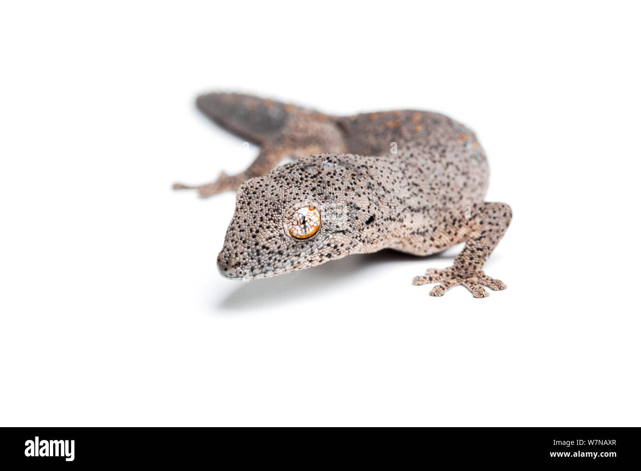 Eastern spiny-tailed gecko (Strophurus williamsi), captive, occurs ...