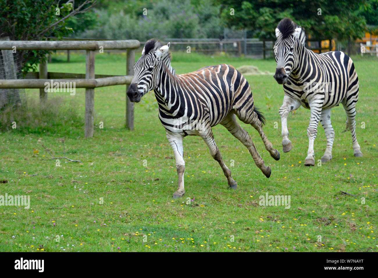 Zebras running hi-res stock photography and images - Alamy