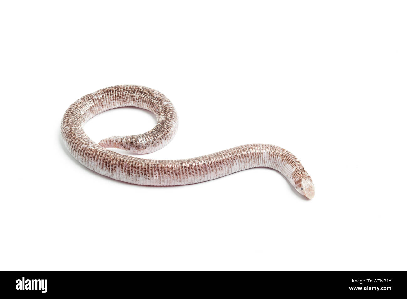 Baja Worm Lizard