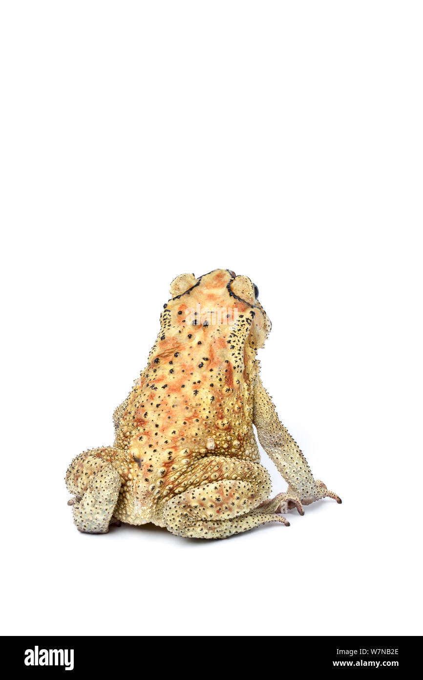 Rear breeding Cut Out Stock Images & Pictures - Alamy