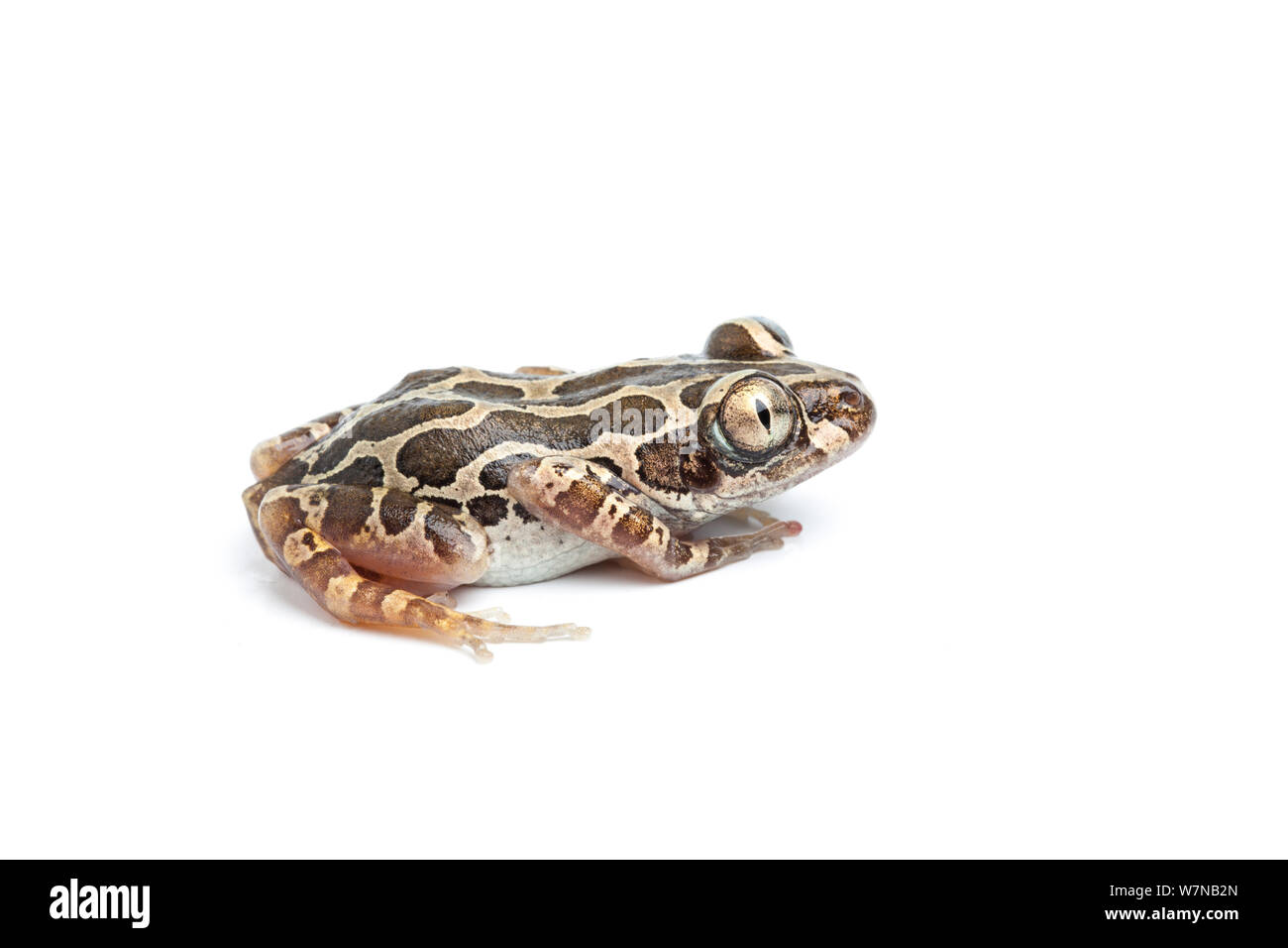 Cochran's running frog (Kassina cochranae), captive, occurs West Africa ...