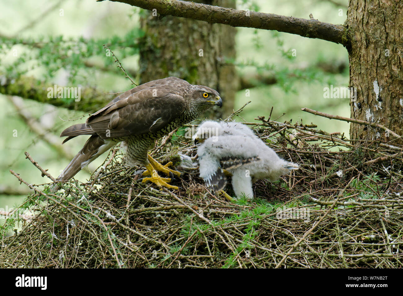 Baby Hawk Uk