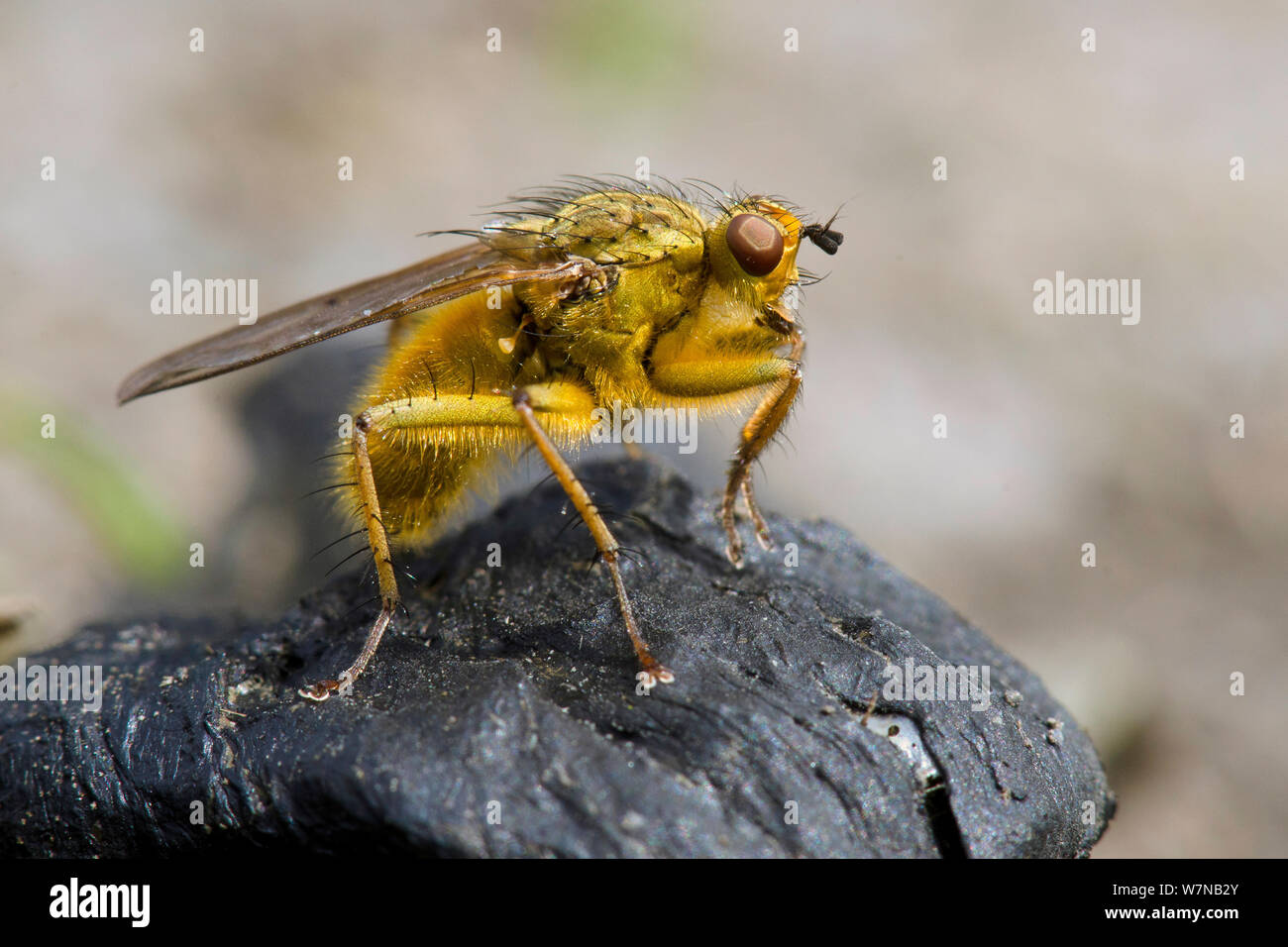 Yellow Dung Fly (Scathophaga stercoraria) On sheep dung, Wales, UK ...