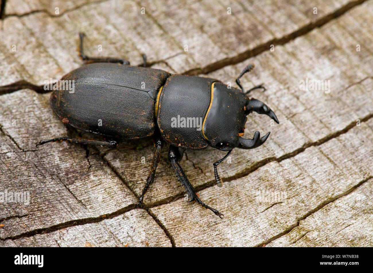 Stag beetles hi-res stock photography and images - Alamy