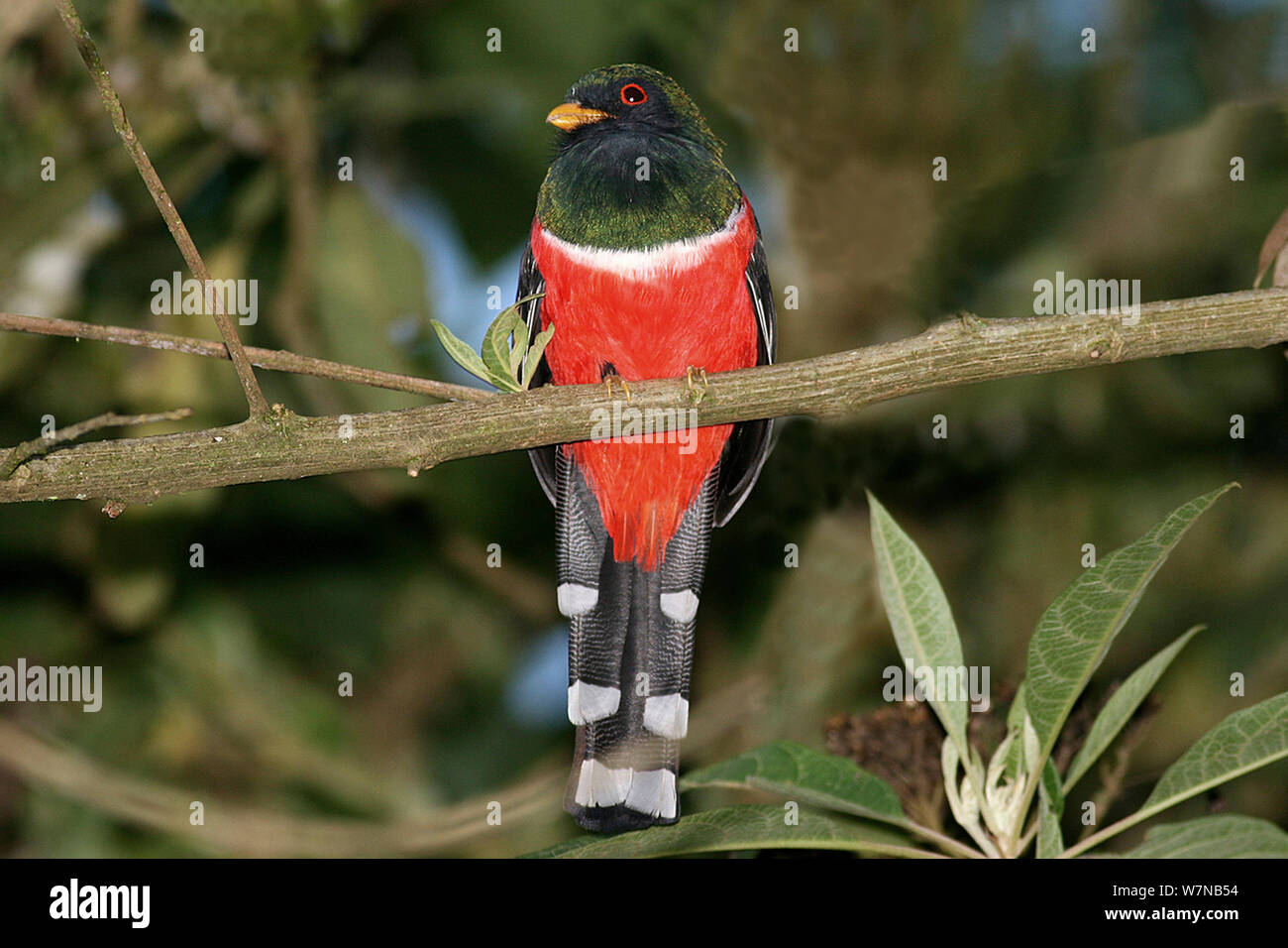 Trogons hi-res stock photography and images - Alamy