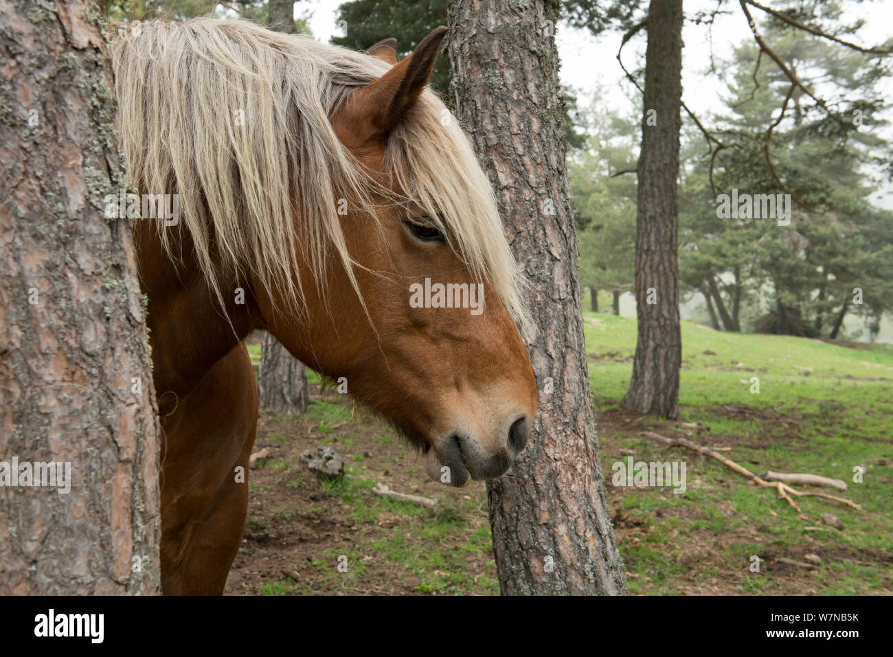 Comtois Horse High Resolution Stock Photography and Images - Alamy