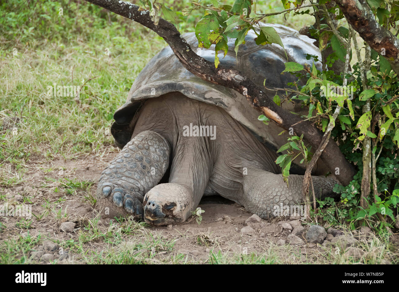 Volcan Alcedo giant tortoises (Chelonoidis nigra vandenburghi) having a ...