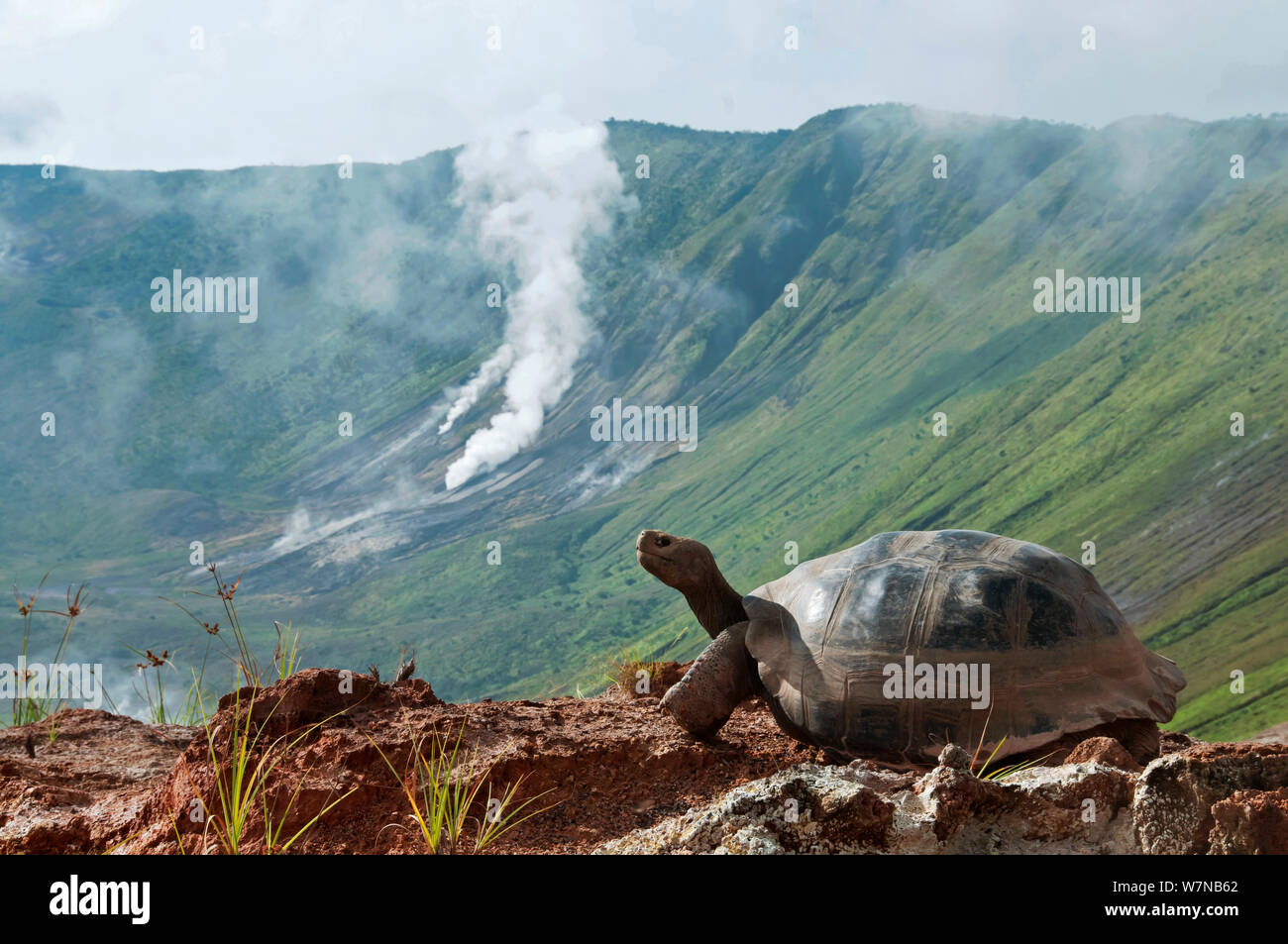 Volcan Alcedo giant tortoises (Chelonoidis nigra vandenburghi) among ...