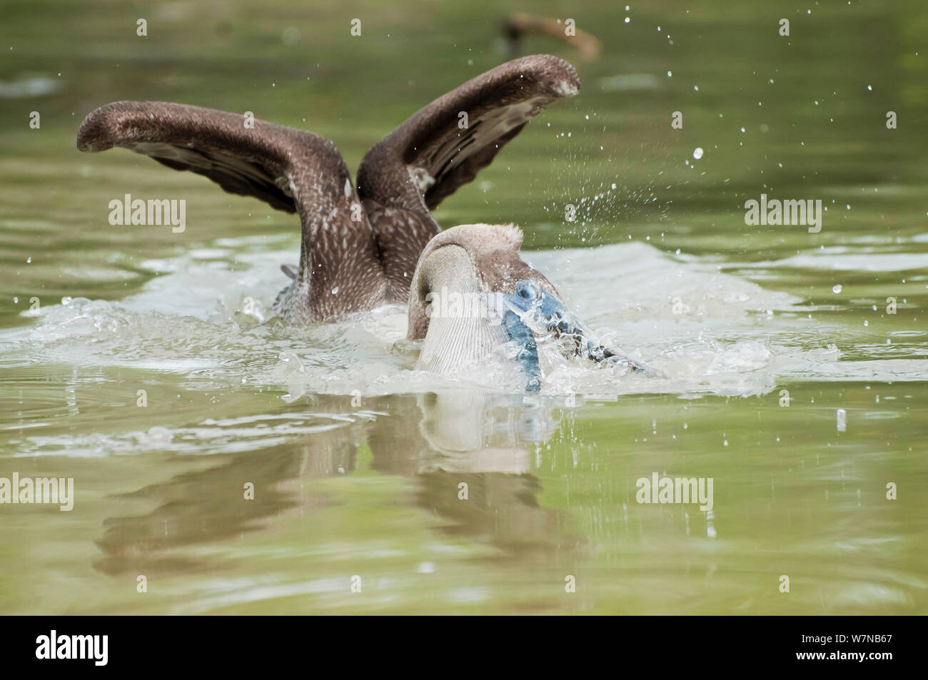 Brown pelican (Pelecanus occidentalis) at surface hunting for fish by ...