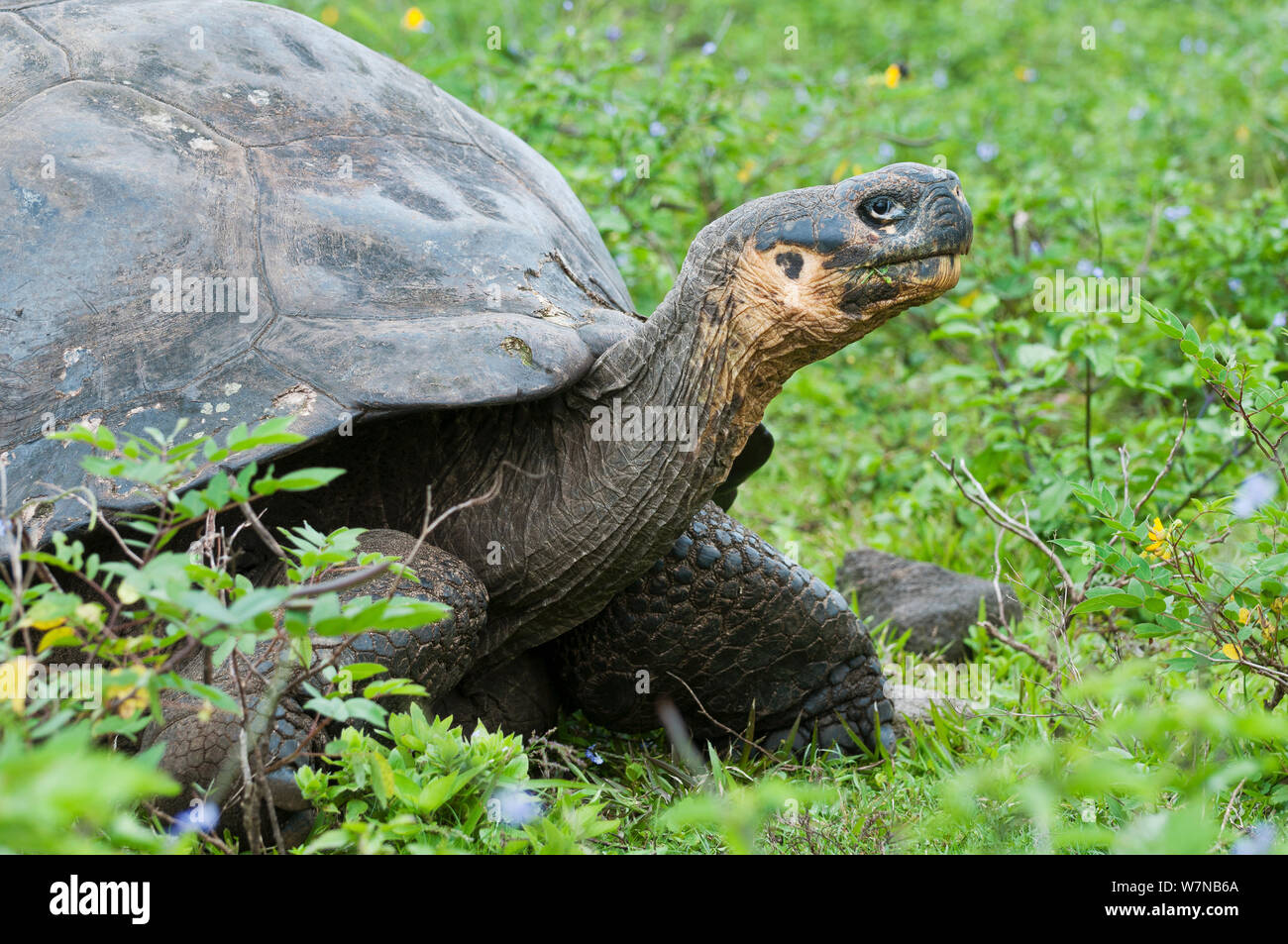 Iguna cove giant tortoise (Geochelone vicina), Cerro Azul Volcano ...