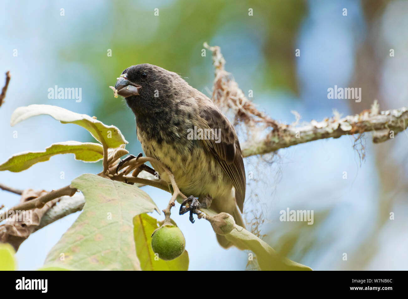 Vegetarian finch (Platyspiza crassirostris) male with black head and ...