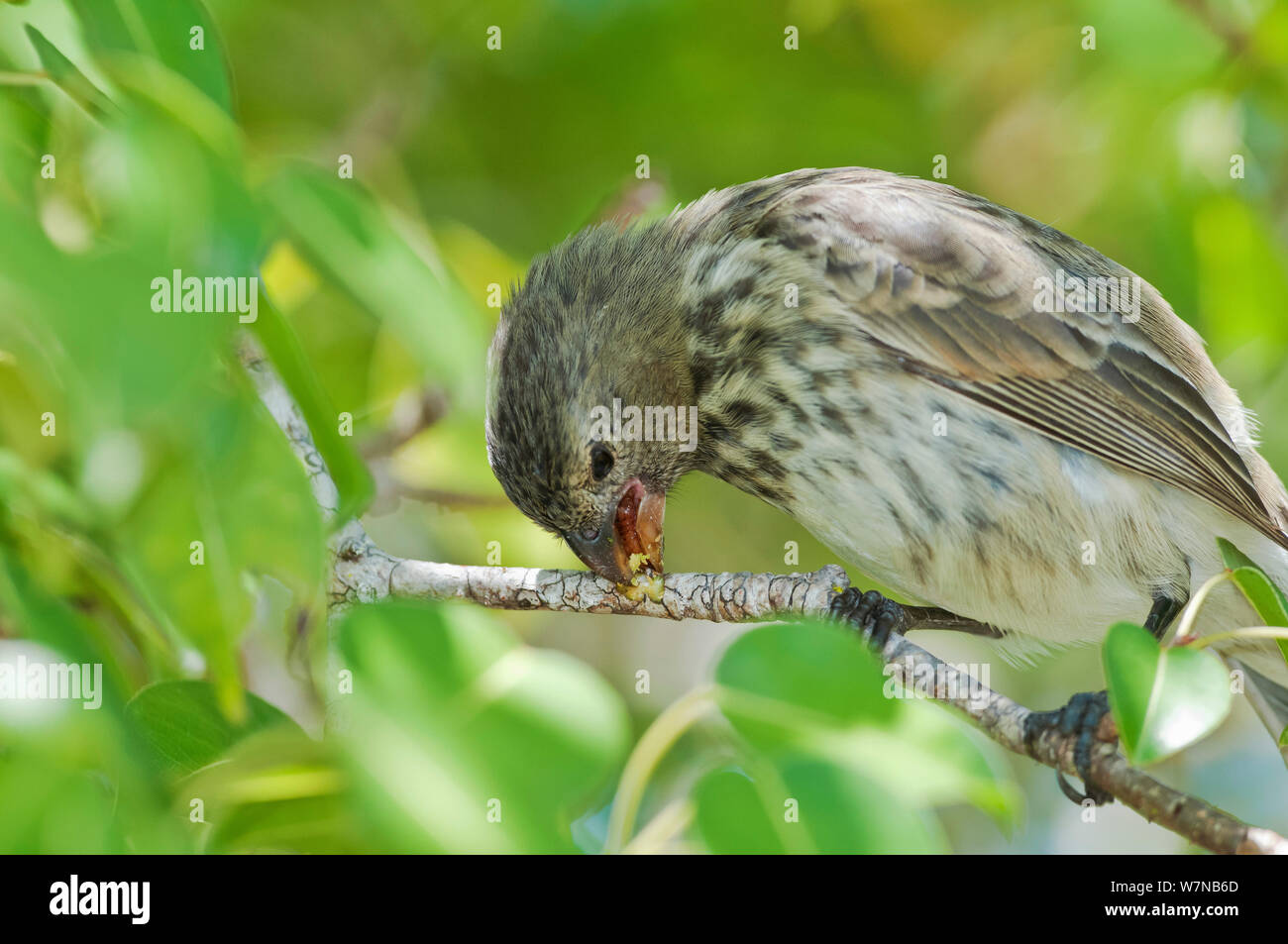 Vegetarian finch (Platyspiza crassirostris) feeding on corrosive ...