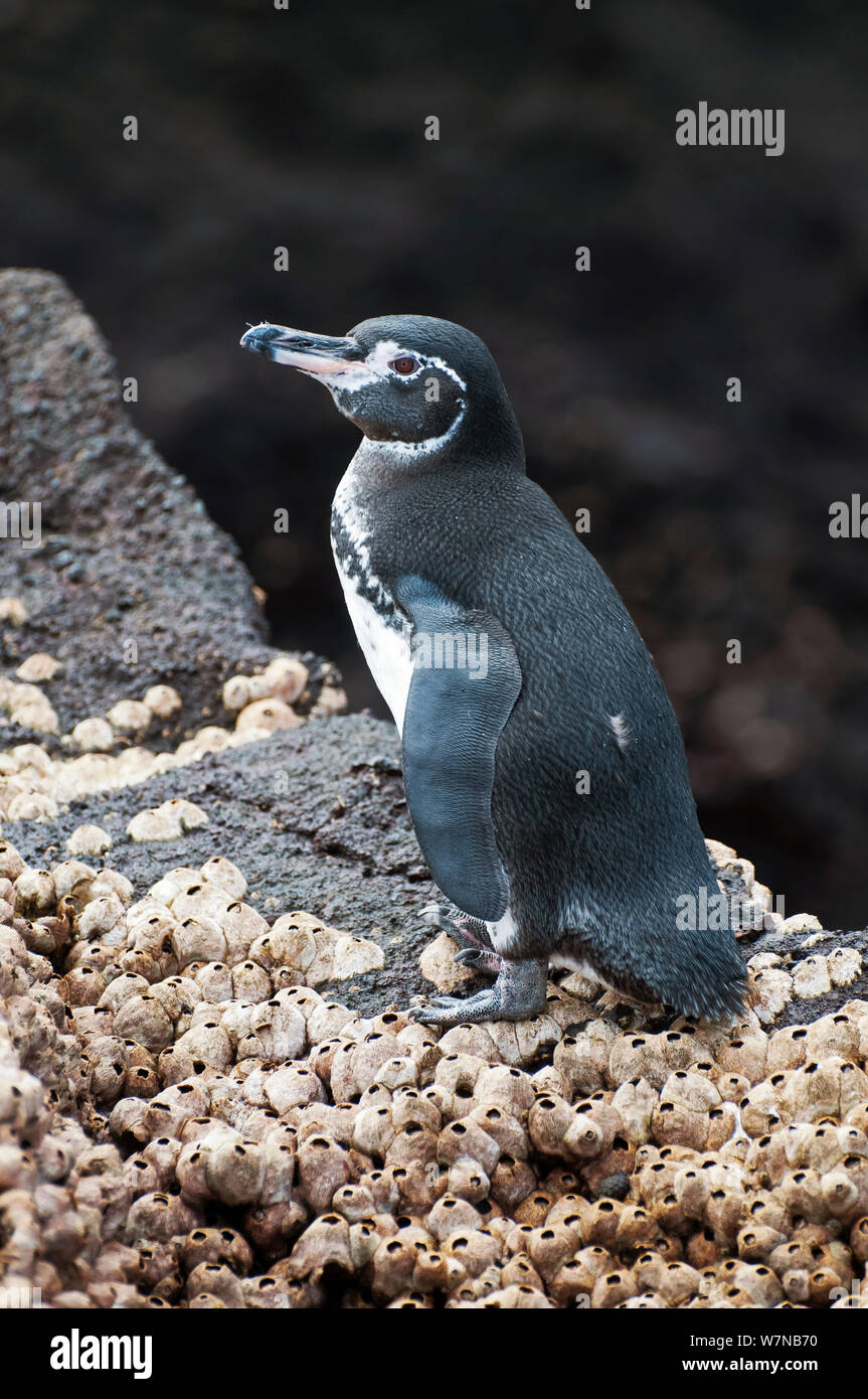 Galapagos penguins (Spheniscus mandiculus) portrait on rock with ...