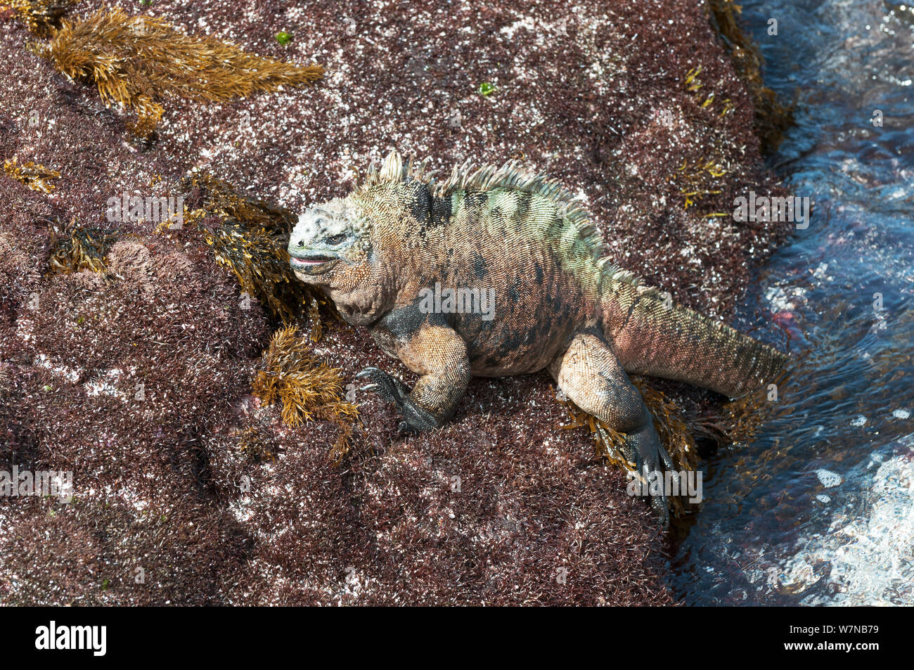 Water lizards hi-res stock photography and images - Alamy