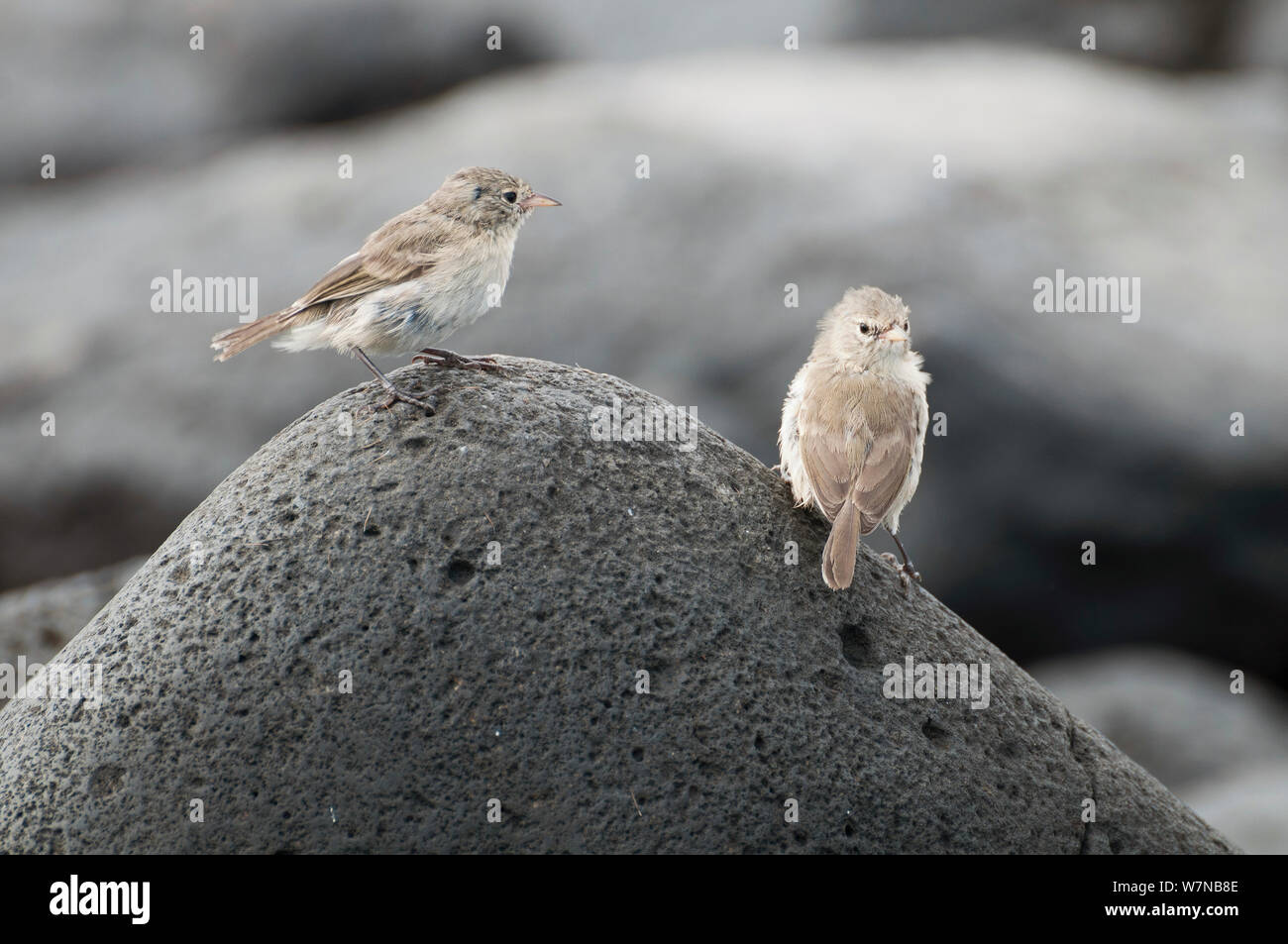 Green warbler finches (Certhidea olivacea) seeking small insects among ...