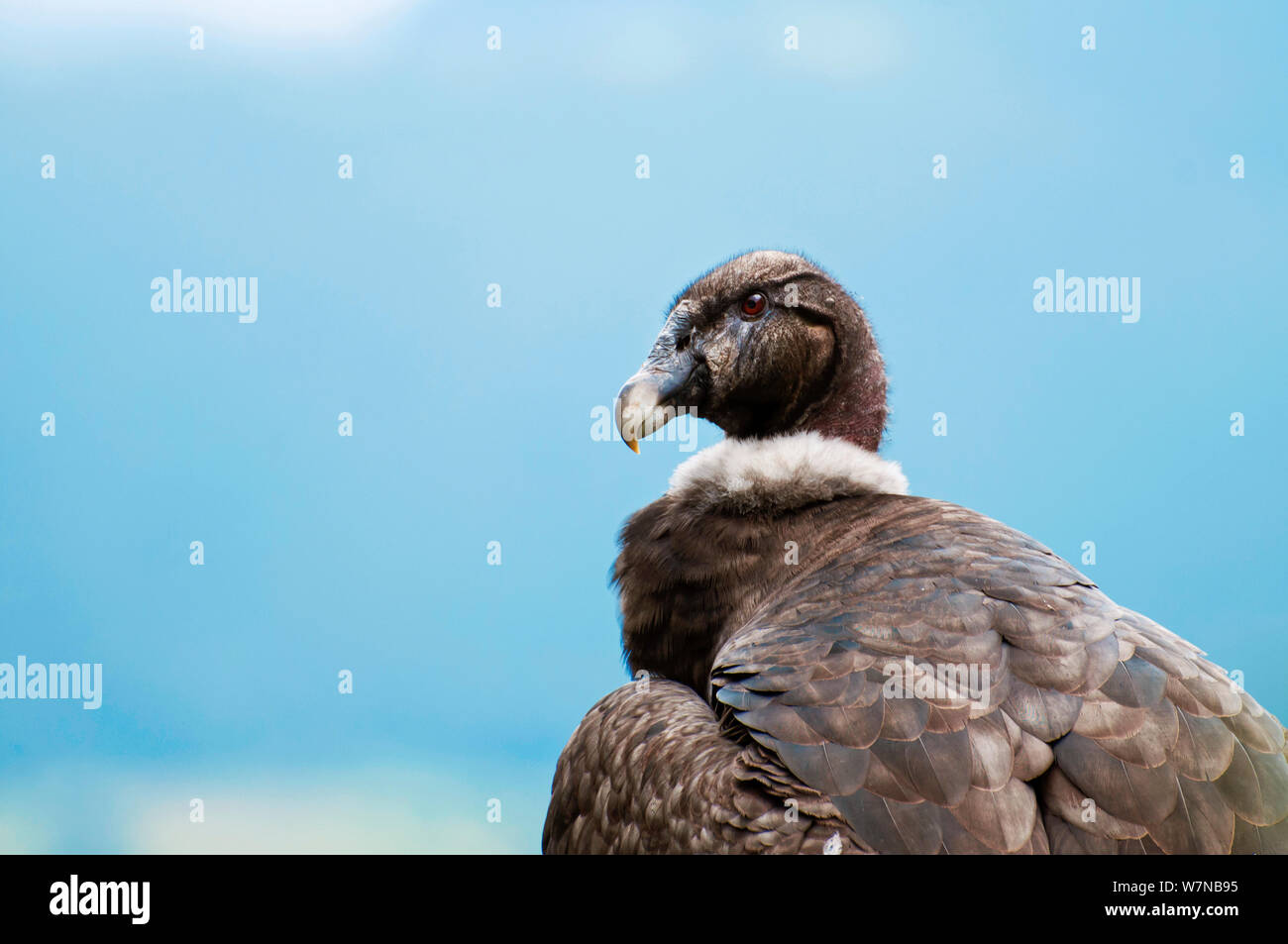 Andean condor (Vultur gryphus) wild bird visiting rehabilitation center ...