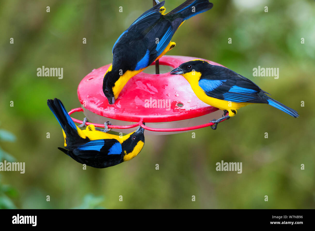 Ecuador tanagers hi-res stock photography and images - Alamy