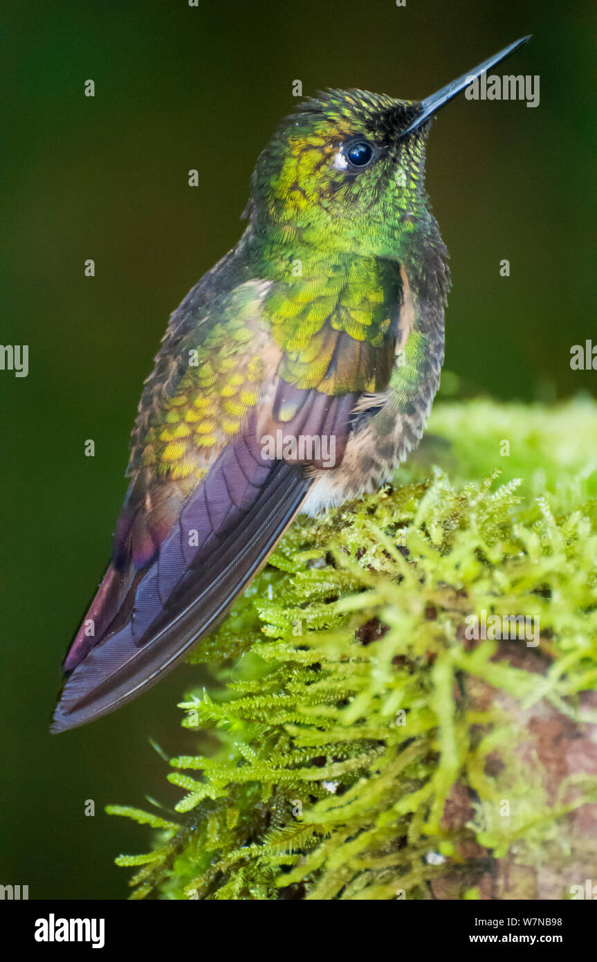 Buff tailed coronet (Boissonneaua flavescens) profile portrait ...