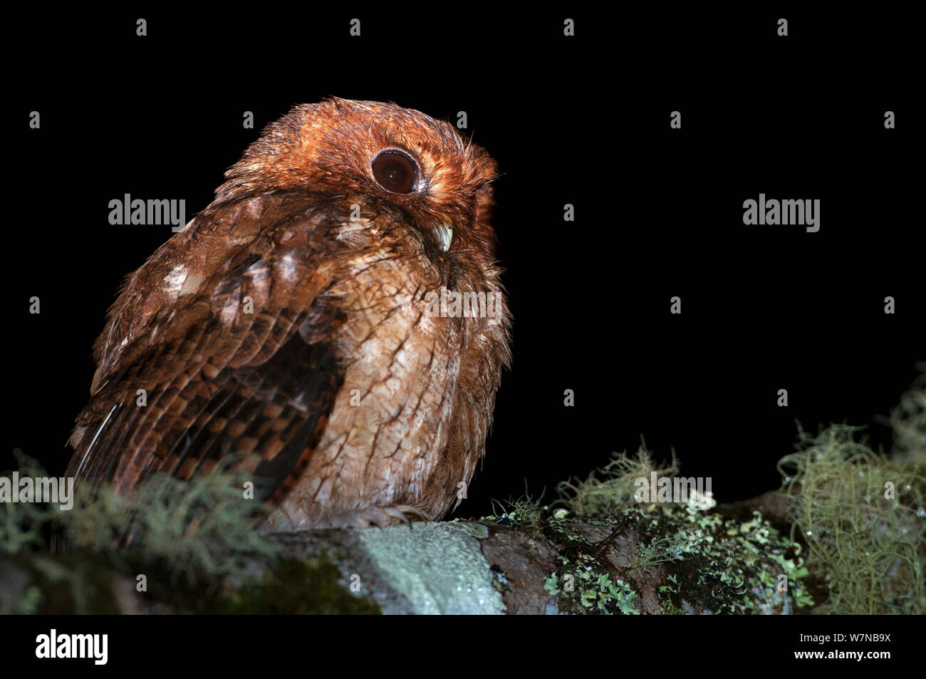 Owls of south america hi-res stock photography and images - Alamy