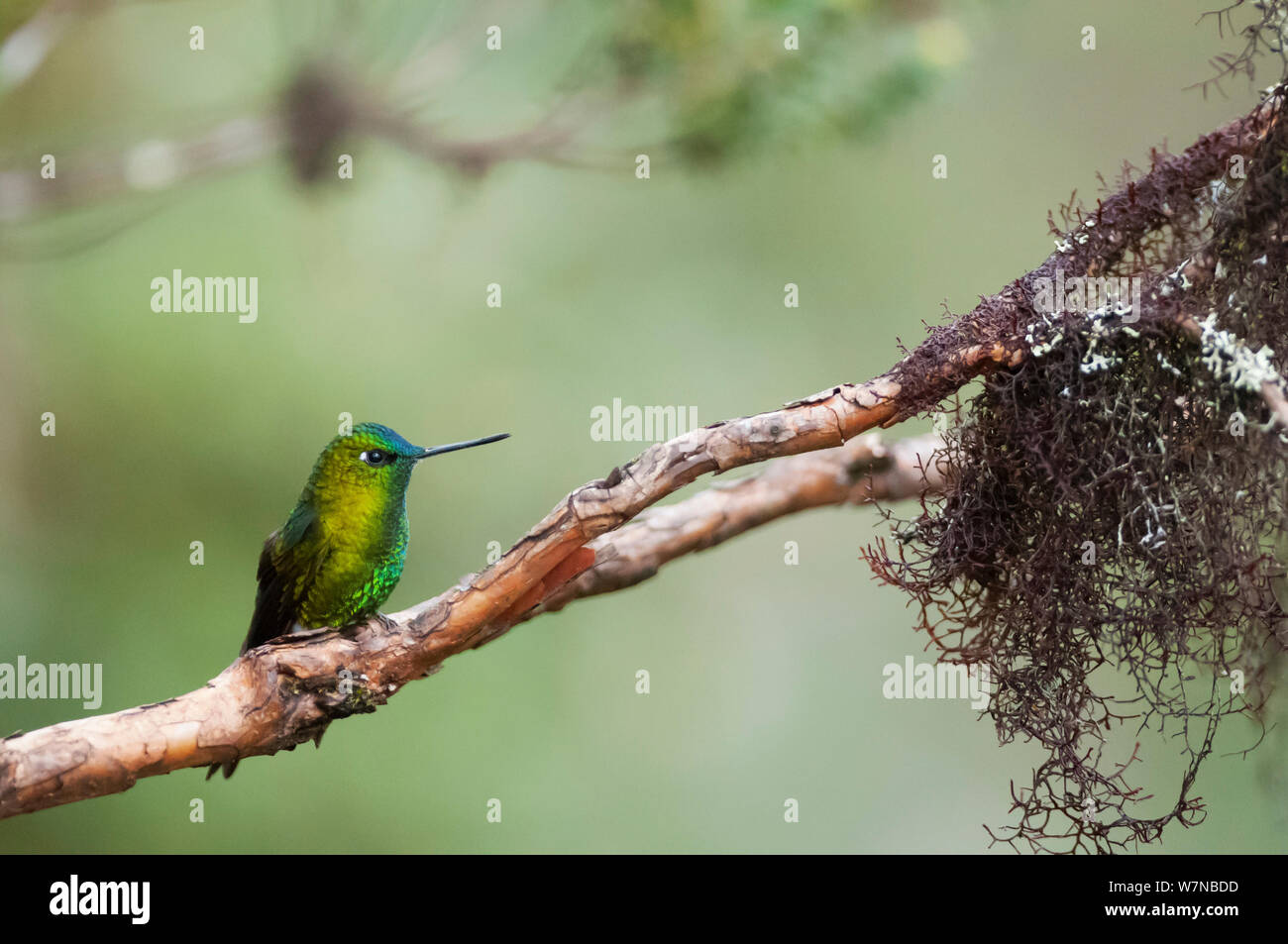 Golden breasted puffleg (Eriocnemis mosquera) bird, Yanacocha Reserve ...