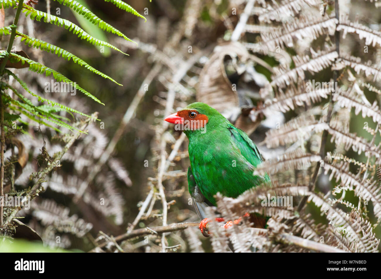 Grass green tanager chlorornis riefferii hi-res stock photography and ...