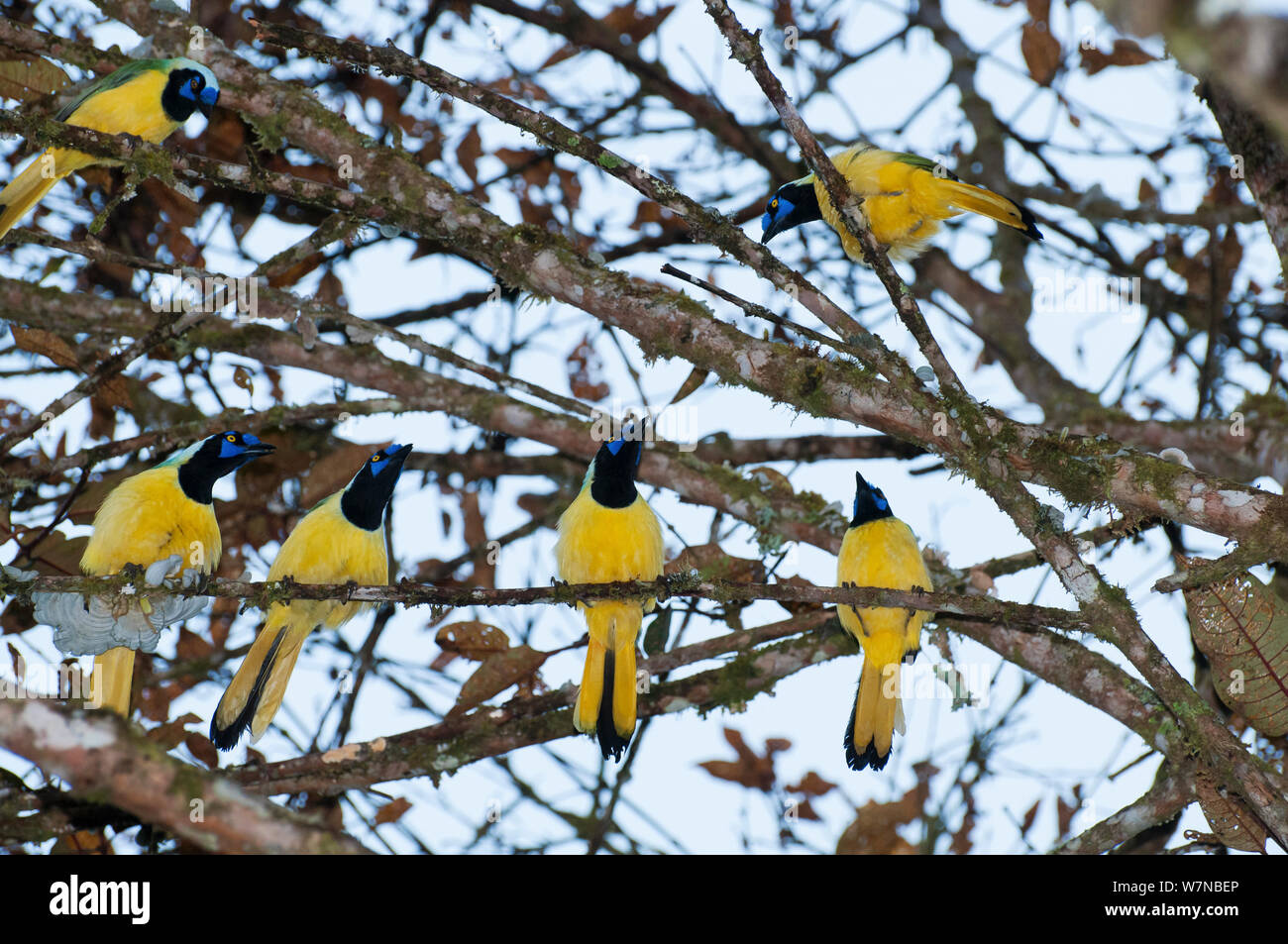 Green / Inca jays (Cyanocorax yncas) group in tree, San Isidro, Eastern ...