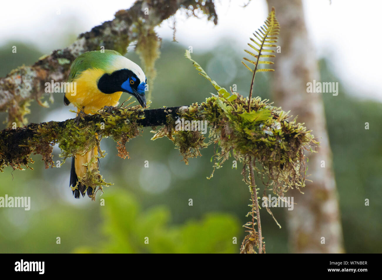 Green / Inca jay (Cyanocorax yncas) feeding on branch, San Isidro ...