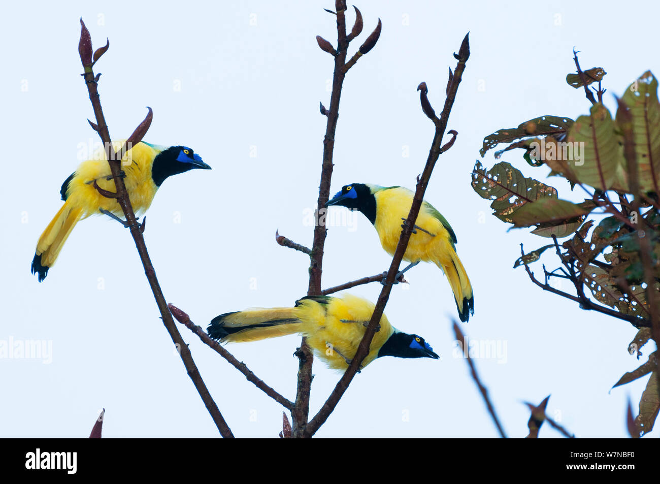 Green / Inca jays (Cyanocorax yncas) group in tree, San Isidro, Eastern ...