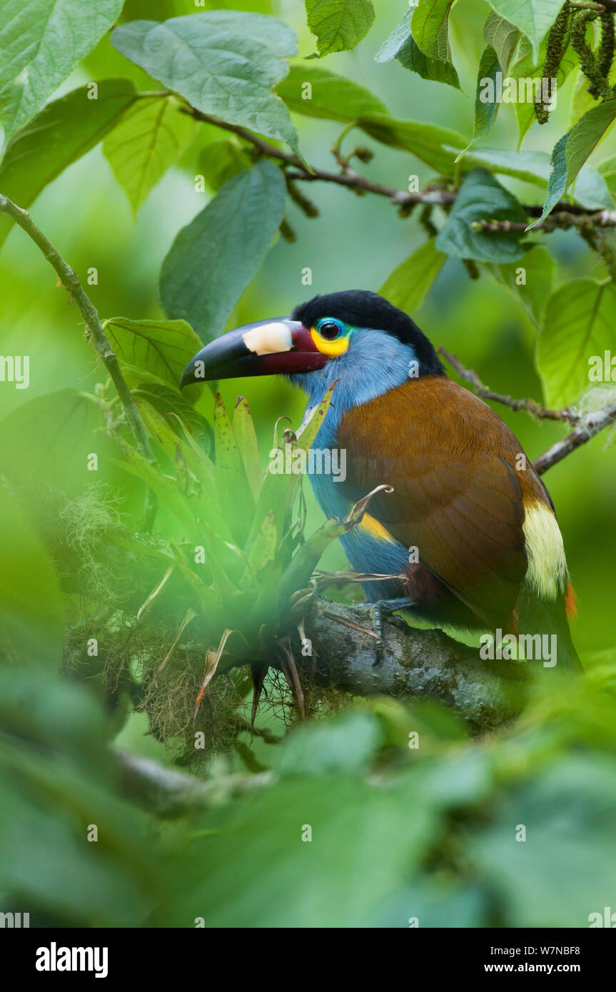 Plate billed mountain toucan (Andigena laminirostris) Bellavista cloud ...