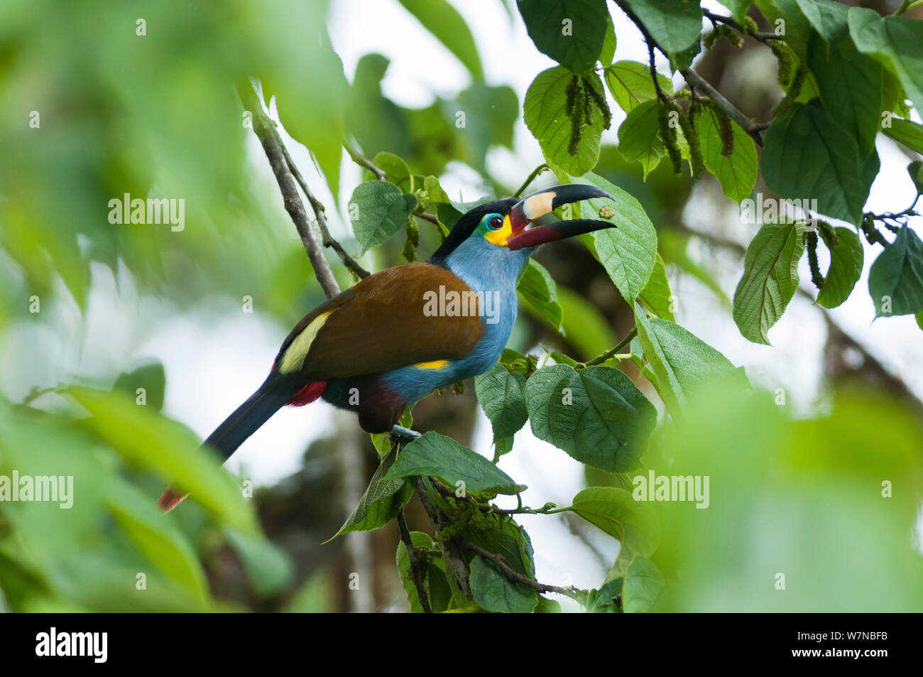 Plate billed mountain toucan (Andigena laminirostris) feeding in canopy ...