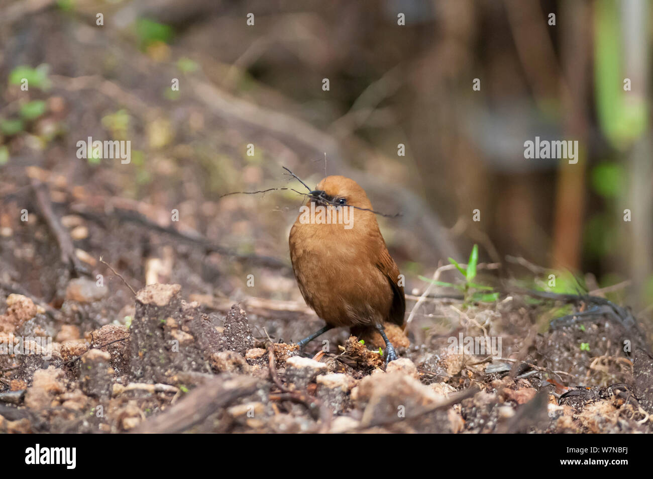 Rufous wren (CInnycerthia unirufa) Yanacocha Reserve, Jocotoco ...