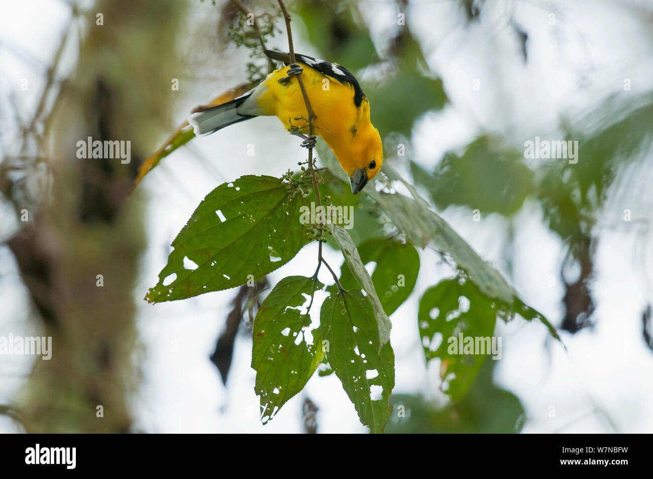 Southern yellow grosbeaks hi-res stock photography and images - Alamy