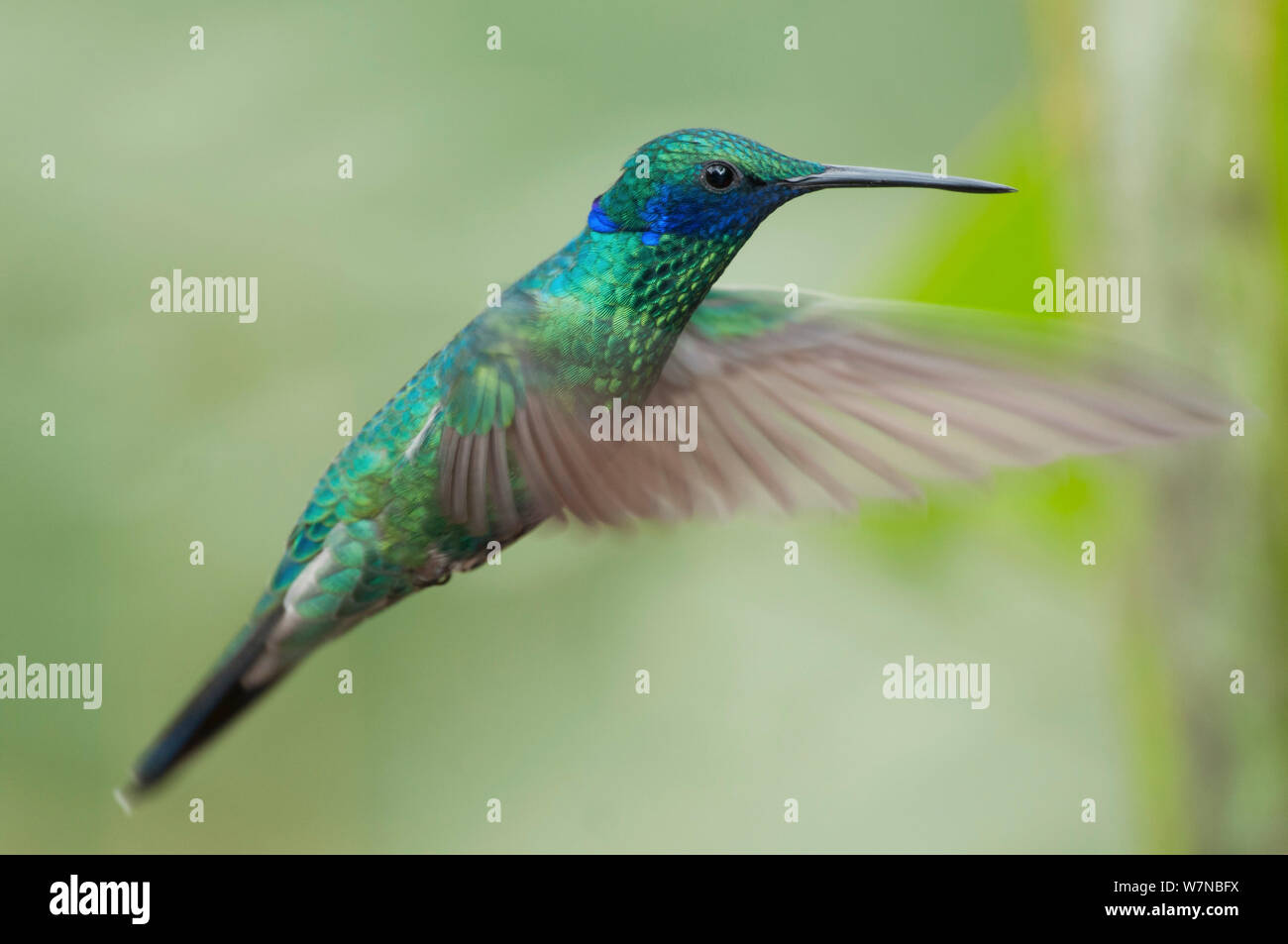 Colibri birds hi-res stock photography and images - Alamy