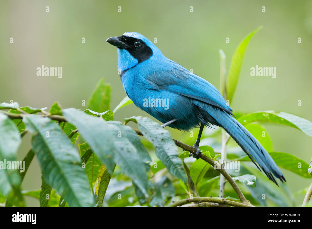 Turquoise jay (Cyanolyca turcosa) profile portrait, Guango private ...