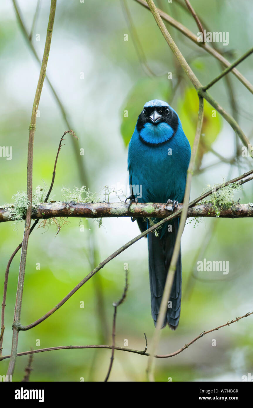 Turquoise jay (Cyanolyca turcosa) portrait, Guango private reserve ...