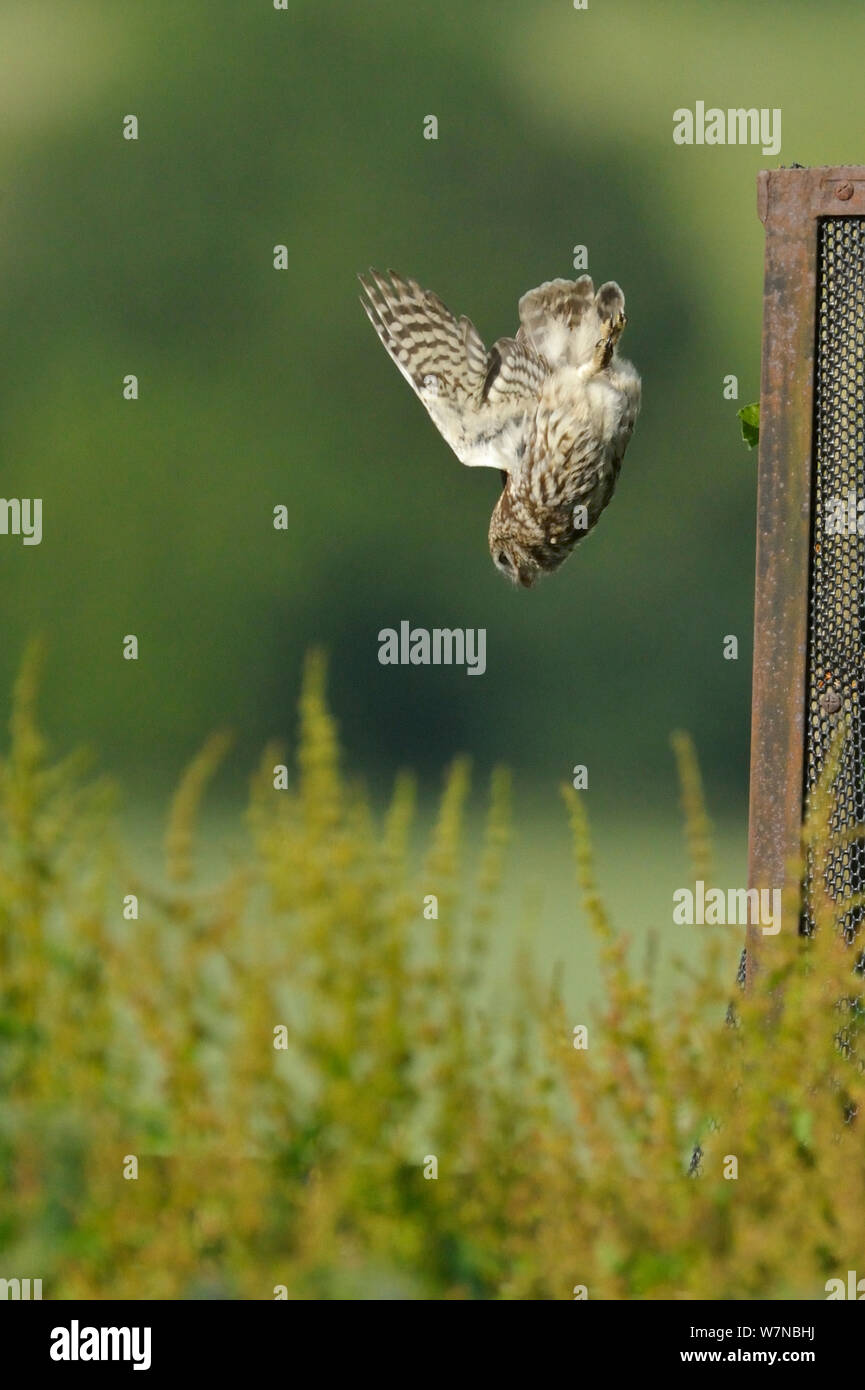 Flying beetles hi-res stock photography and images - Alamy