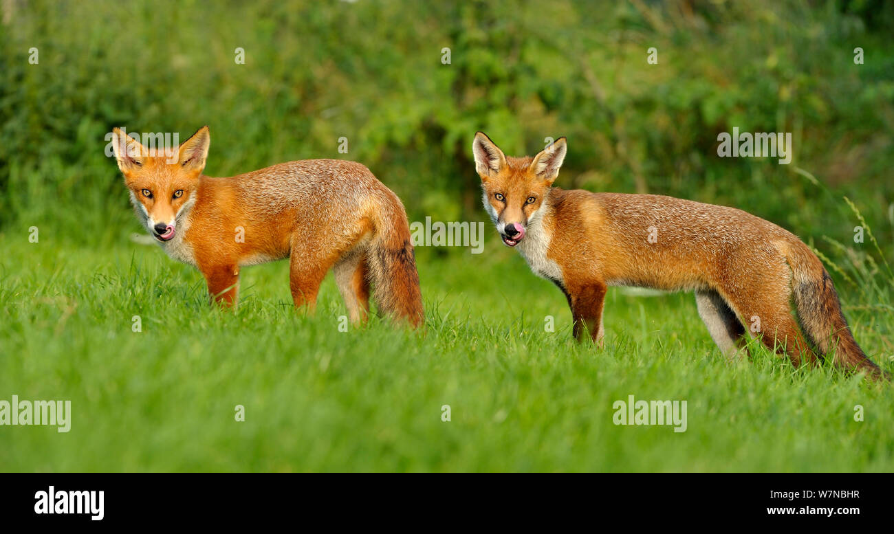 Red fox (Vulpes Vulpes) cub and mother licking nose with tongue, UK ...