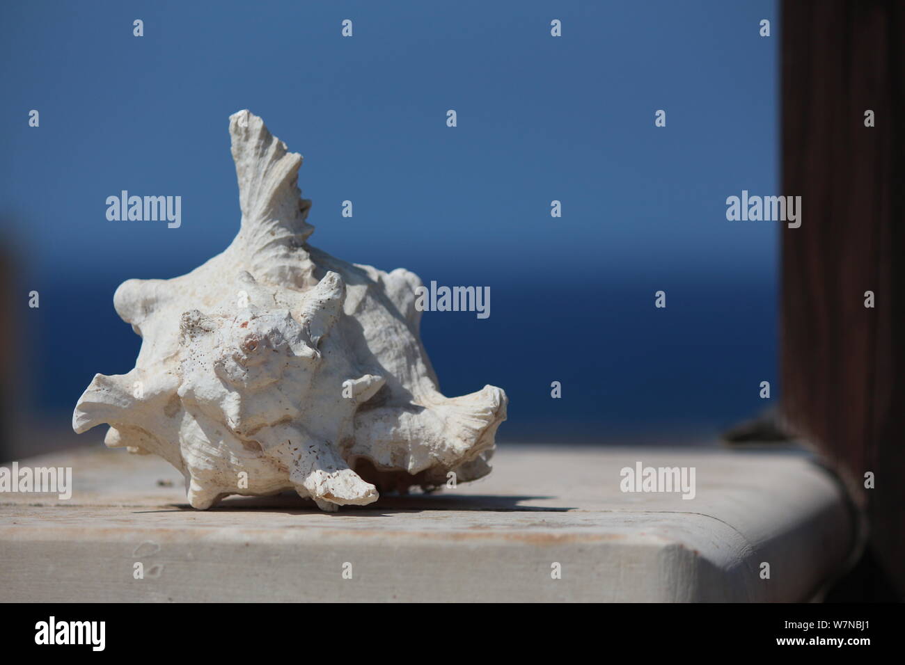 Mediterranean Snail High Resolution Stock Photography and Images - Alamy