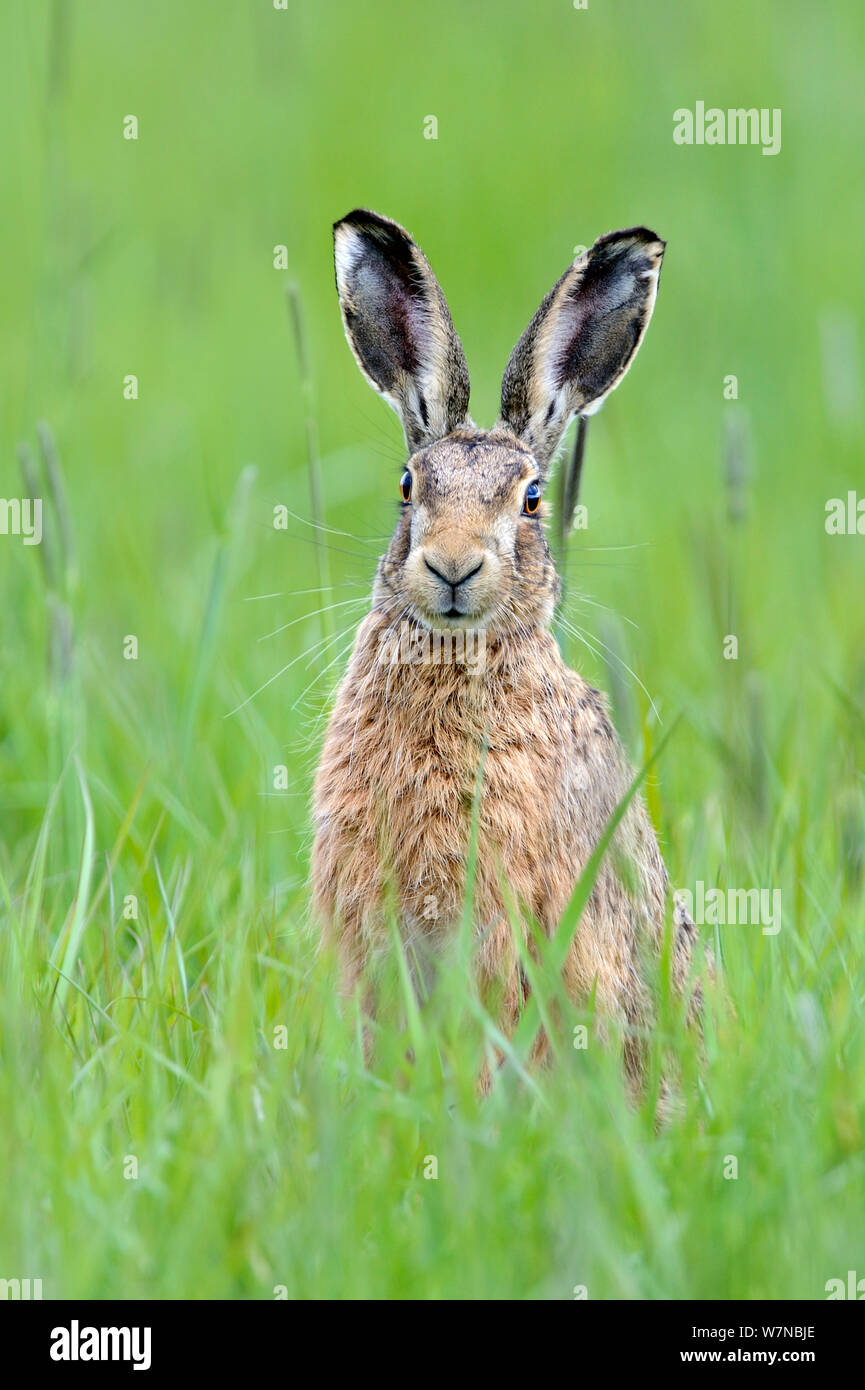British hare in field hi-res stock photography and images - Alamy