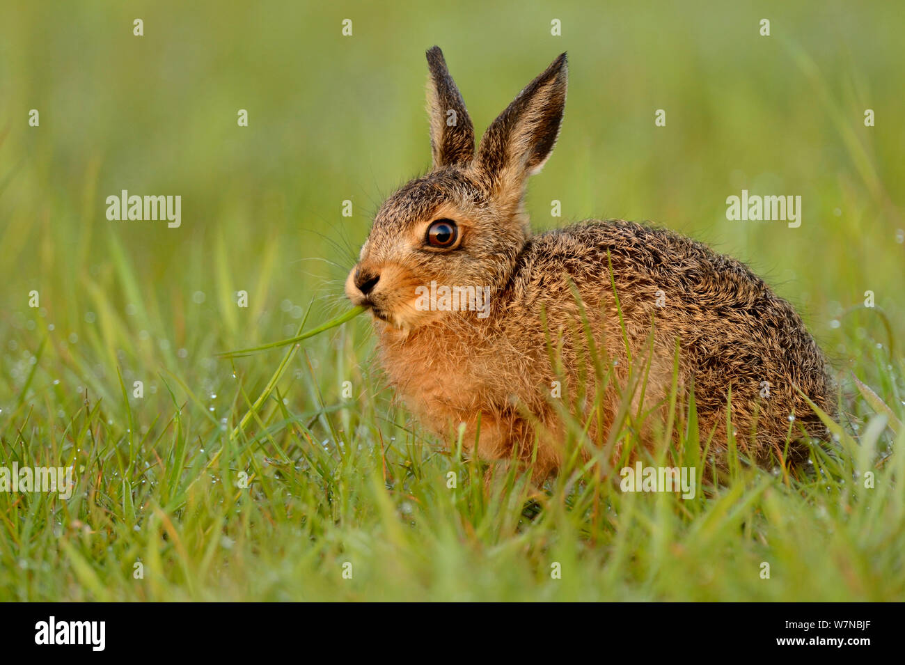 European hare (Lepus europaeus) leveret eating grass in field, UK, May ...