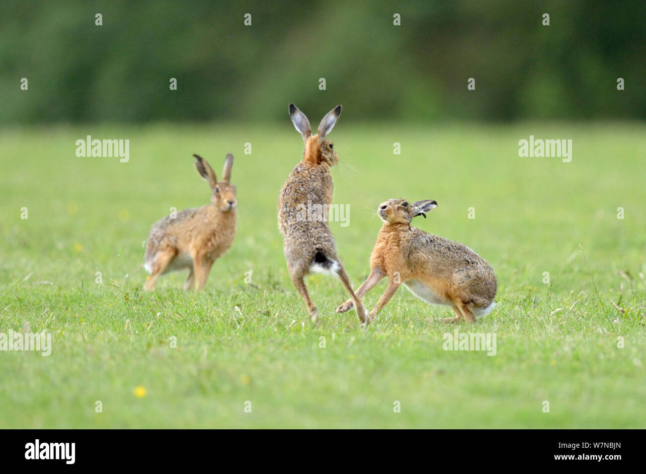 Brown hare chase hi-res stock photography and images - Alamy